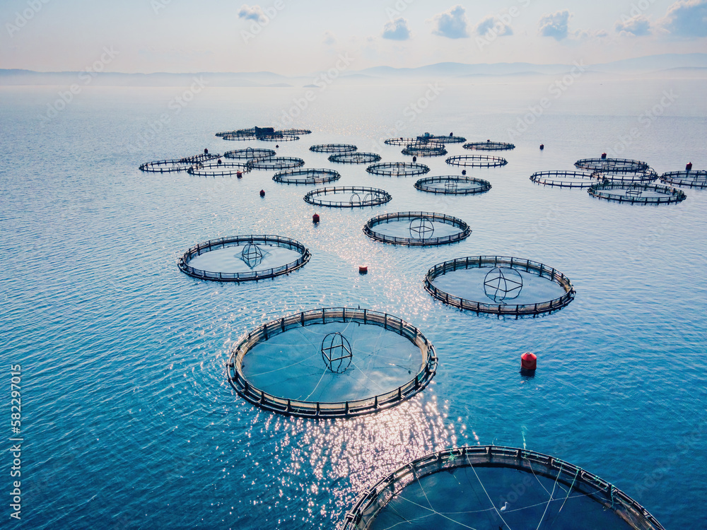 Fish farm floating net sea water surface coast skyline seafood business ...