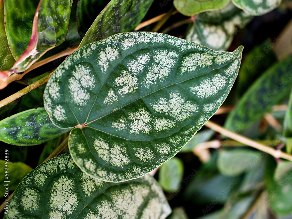 Macro green leaves foliage Piper ornatum leaf ,piperaceae ,Celebes ...