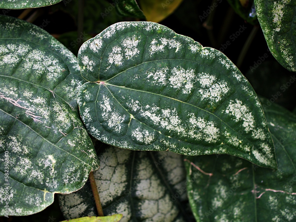 Macro green leaves foliage Piper ornatum leaf ,piperaceae ,Celebes ...