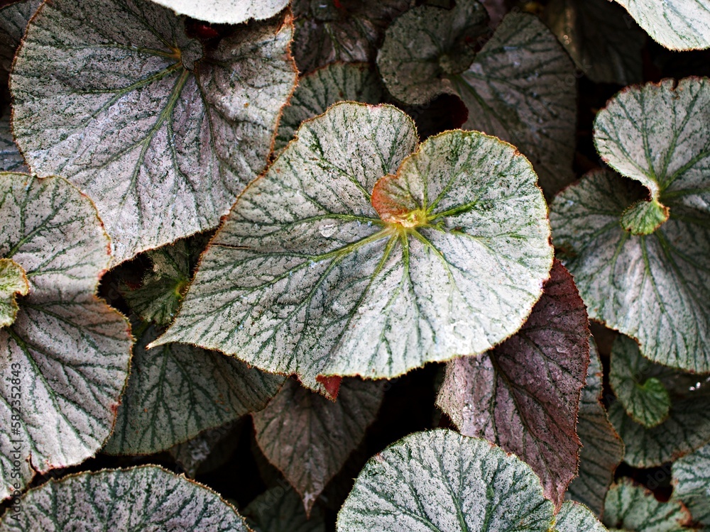 Closeup leaf foliage begonia flower plants for leaves background ,fairy ...