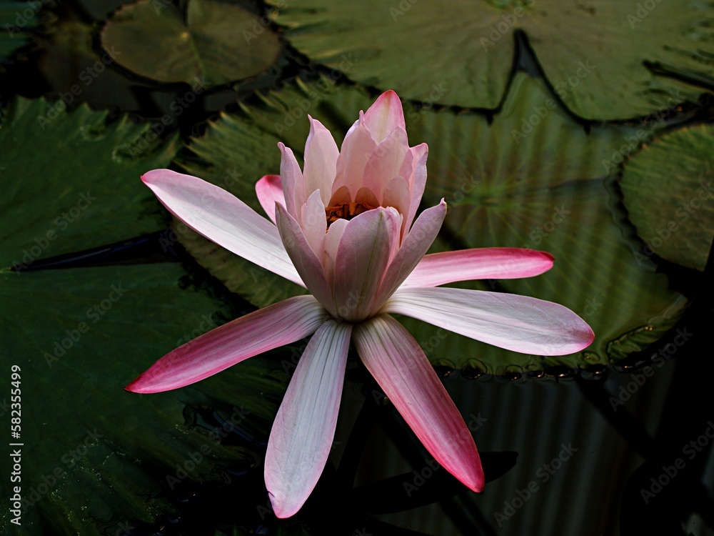 pink water lily flower Nymphaea Pubescens ,hairy water lily is an ...