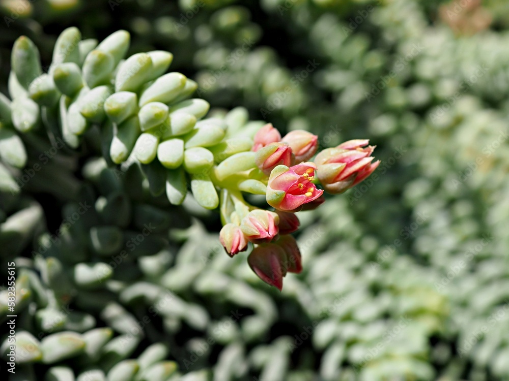 Closeup succulent plant ,Sedum morganianum ,Donkey Tail Burros ,Hanging ...