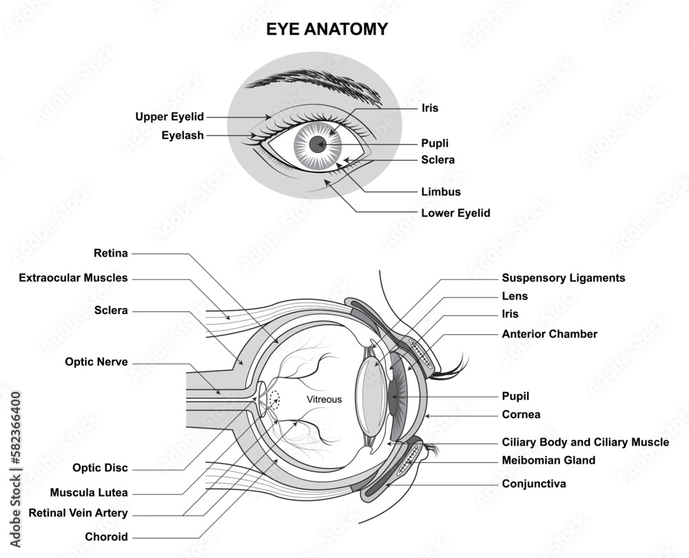 Eye Anatomy Anatomy Of The Human Eye Structure And Function Of The