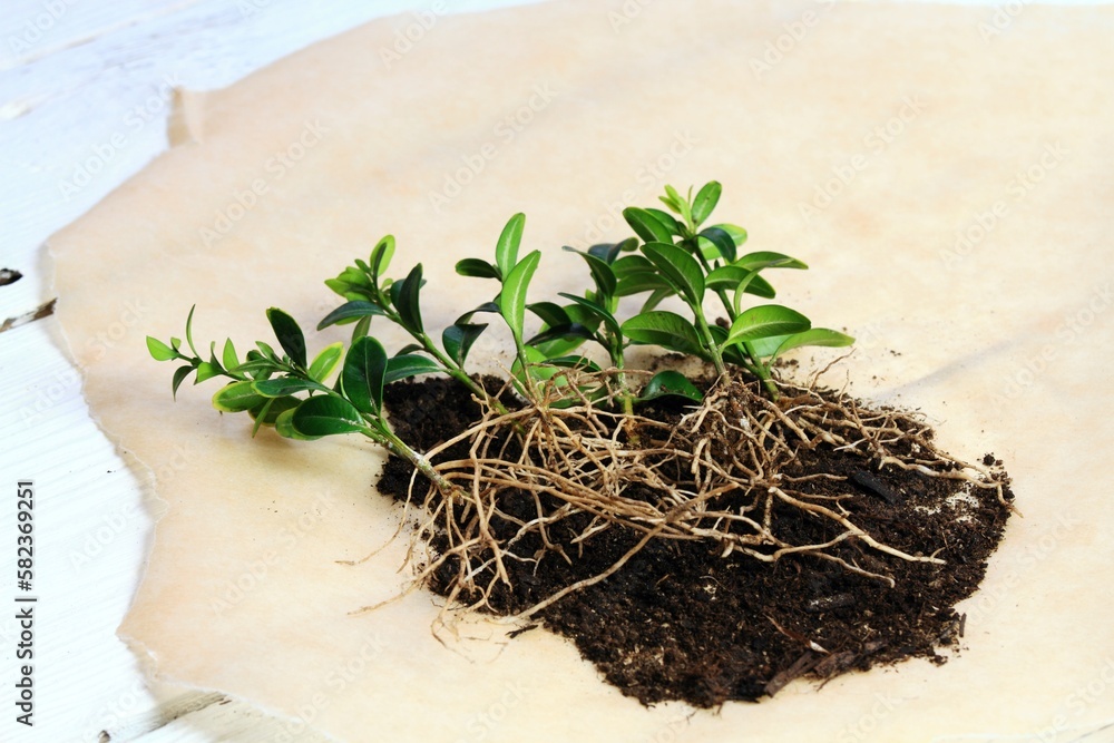 Vegetative reproduction in plants of boxwood, Buxus sempervirens. New ...