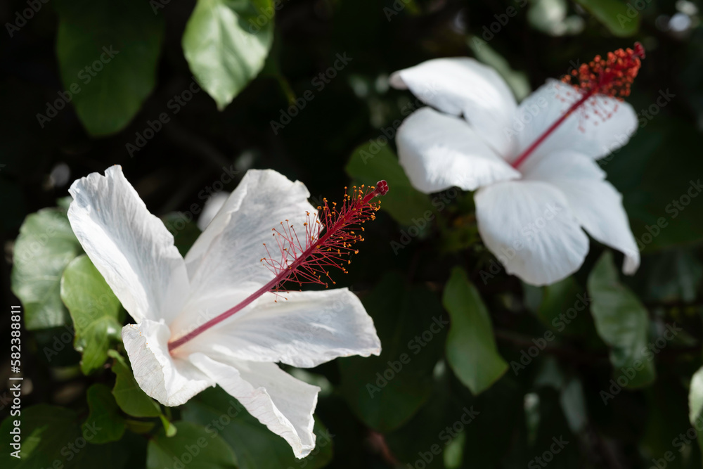 Foto de Flowers of the Hibiscus arnottianus (Hawaiian White Hibiscus ...