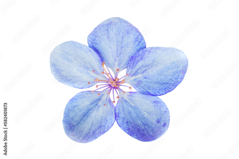 Blue sakura cherry flower in PNG isolated on transparent background ...