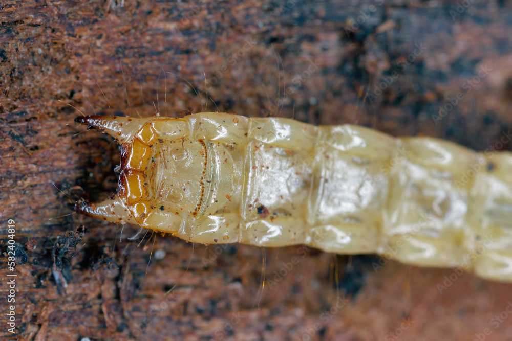 Pytho depressus larva of this beetle (Pythidae family) on under pine ...