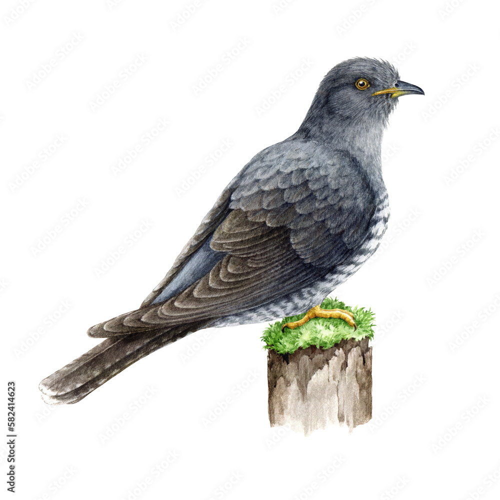 Cuckoo bird on a mossy stump. Watercolor illustration. Hand drawn ...