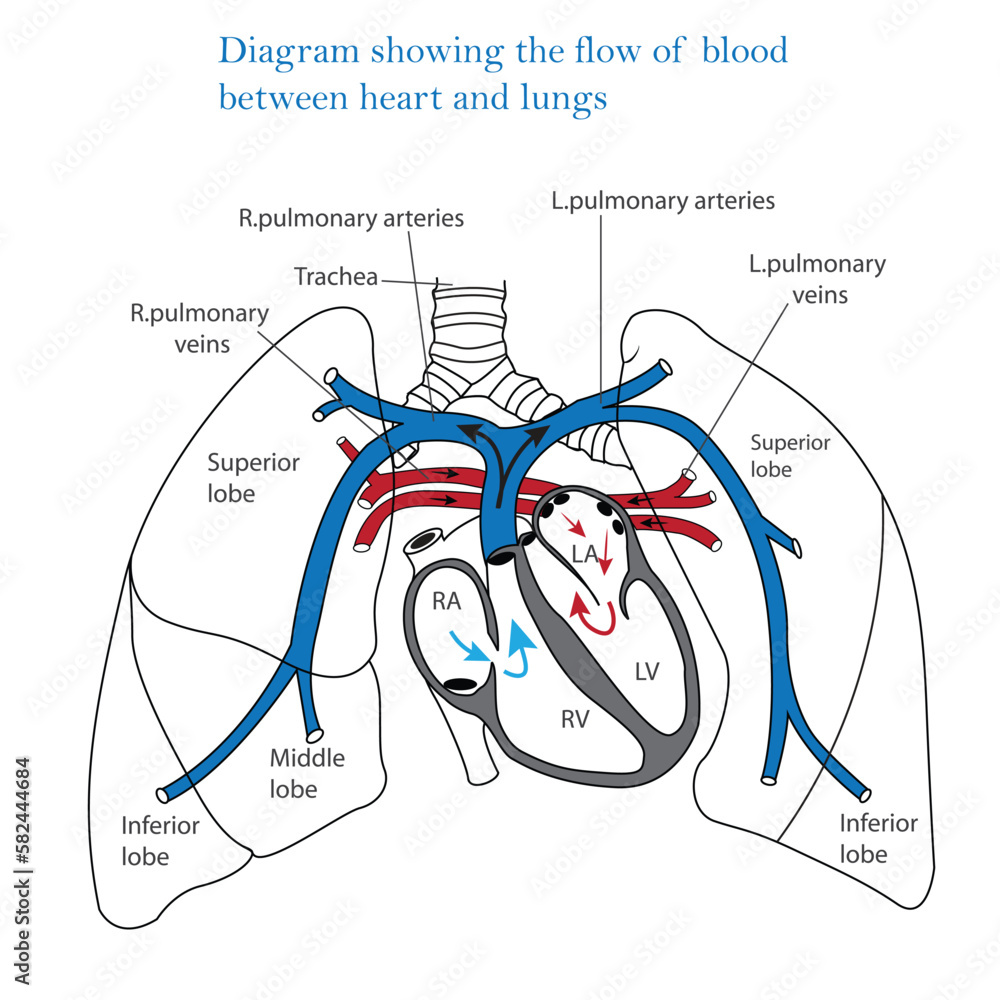 Vetor de Diagram showing flow of blood between heart and lungs, human ...