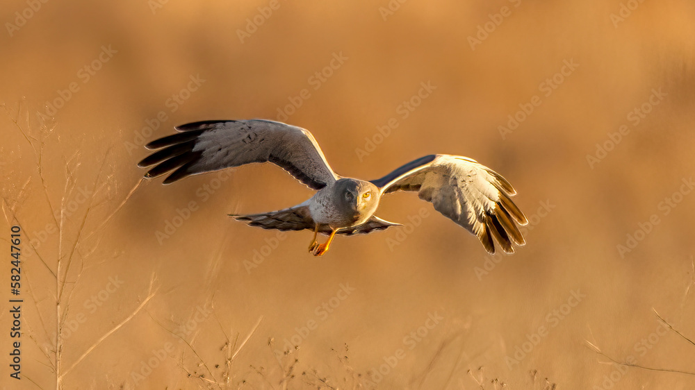 Beautiful male northern harrier - Circus hudsonius - marsh hawk, grey ...