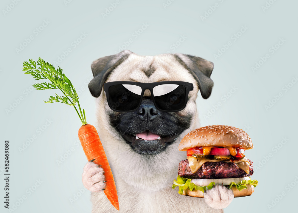Funny pug dog in sunglasses holds delicious raw carrot and a juicy ...