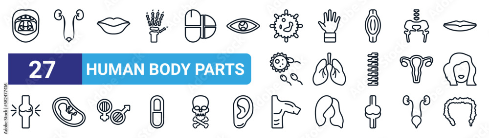 set of 27 thin line human body parts icons such as tonsil, two kidneys ...