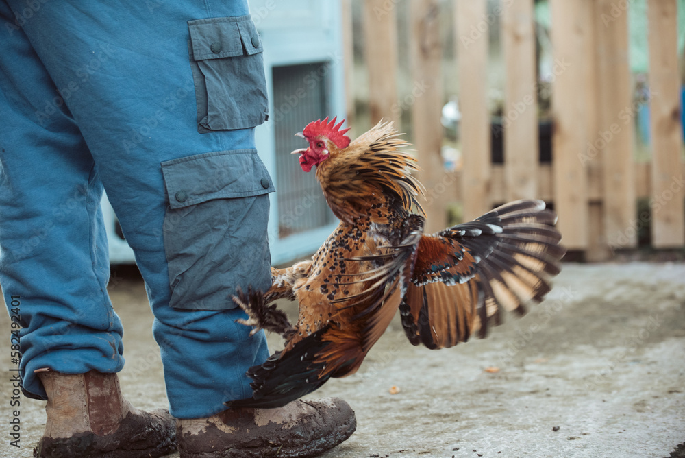 Bantam Cockerel Chicken l attacking leg of Farmer Man with Muddy Boot ...