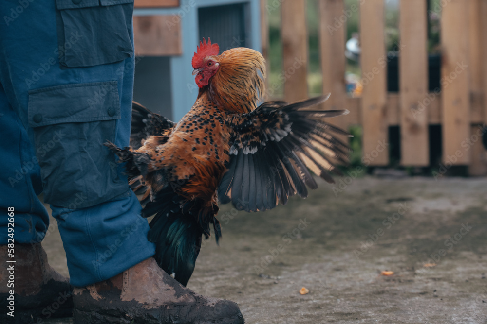 Bantam Cockerel Chicken l attacking leg of Farmer Man with Muddy Boot ...