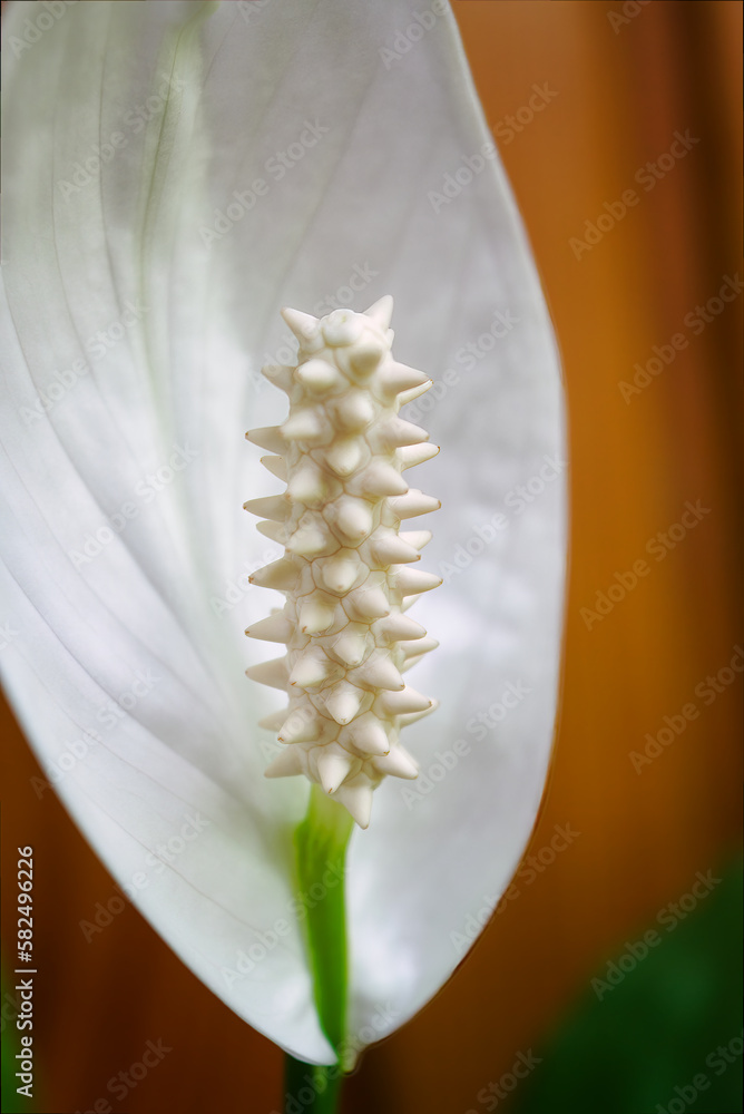 Spathiphyllum wallisii, commonly known as peace lily, white sail, or ...