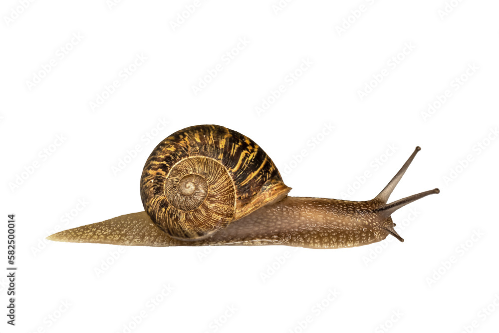 Side view photo of a snail isolated on transparent background, slow ...