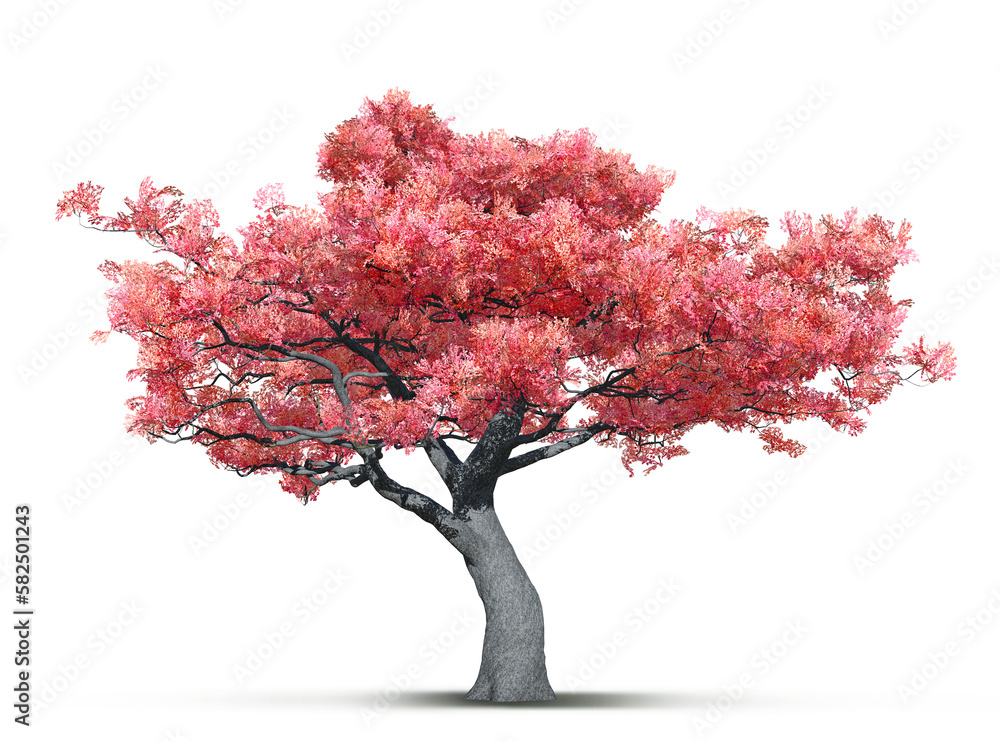 fantasy sakura tree in bloom isolated on white background 3D ...