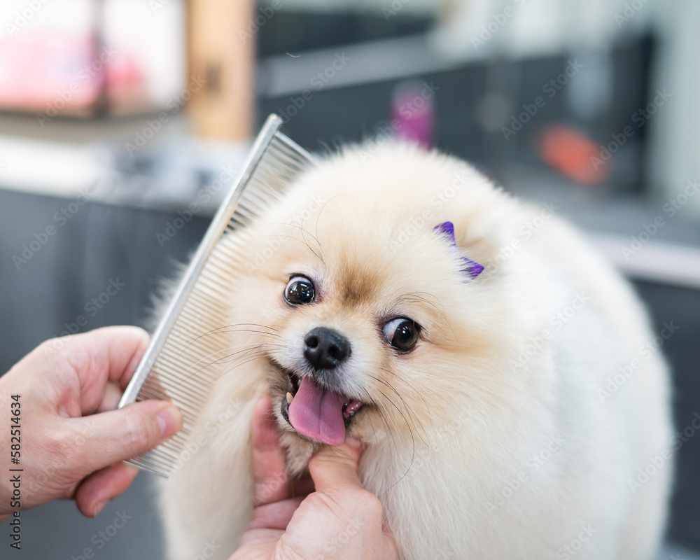 White Pomeranian Haircut