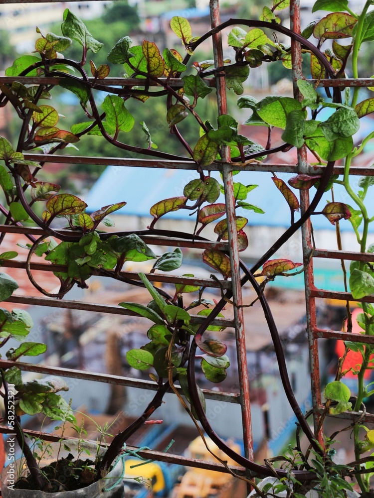 Foto de Basella Rubra, Malabar Spinach, Ceylon Spinach, Indian Spinach ...