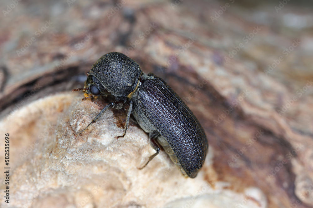 Chinese Auger Beetle, Heterobostrychus hamatipennis, is a species of ...