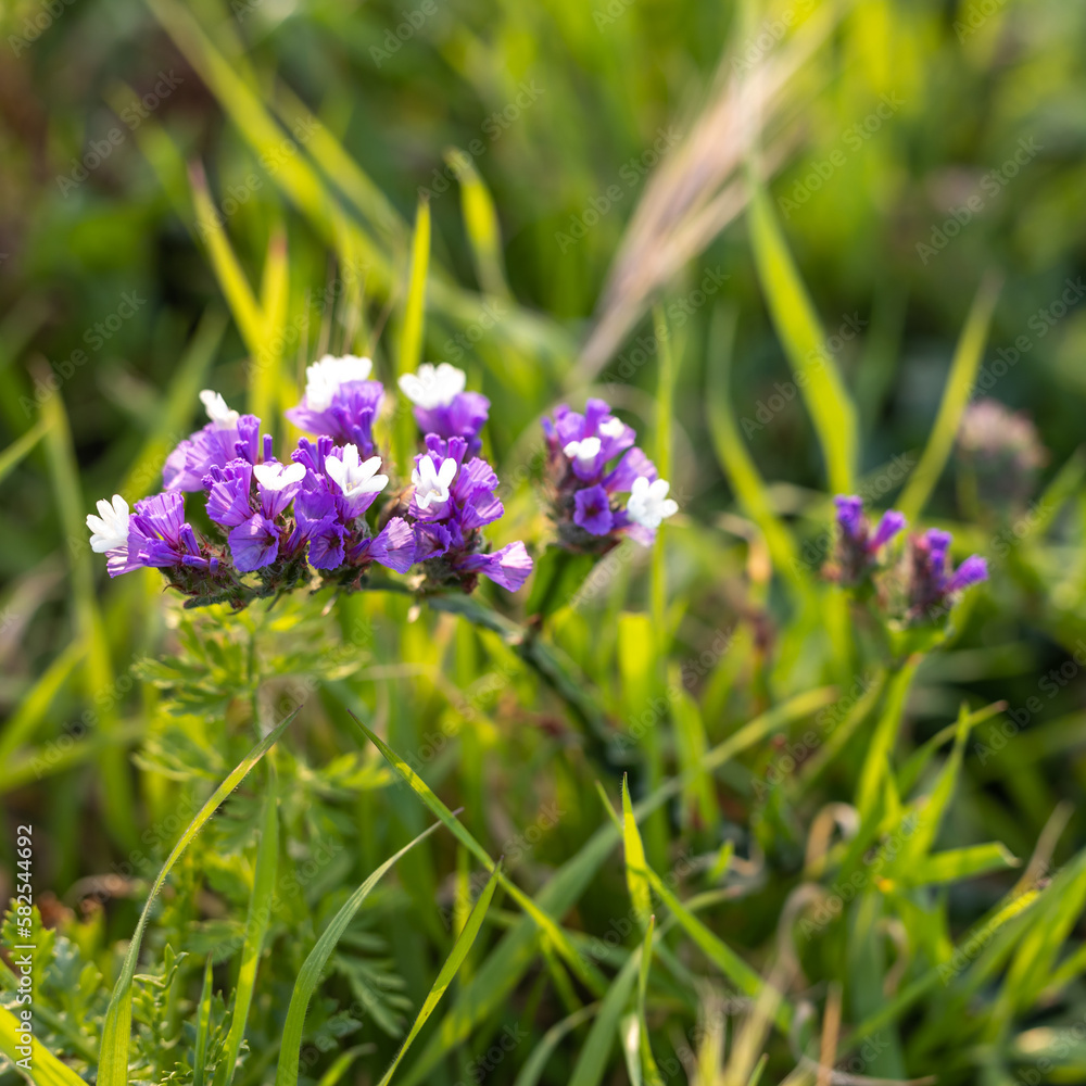 Limonium sinuatum, commonly known as wavyleaf sea lavender, statice ...