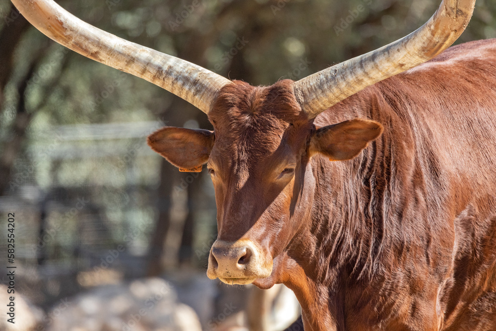 Watusi (ankole) race de bœuf africain Stock Photo | Adobe Stock