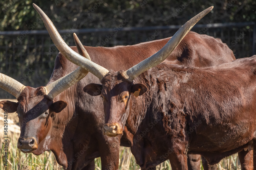 Watusi (ankole) race de bœuf africain Stock Photo | Adobe Stock