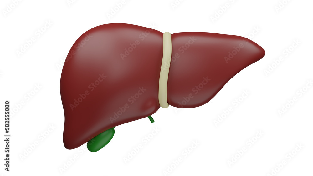Human liver with green gallbladder in cartoon style isolated on ...