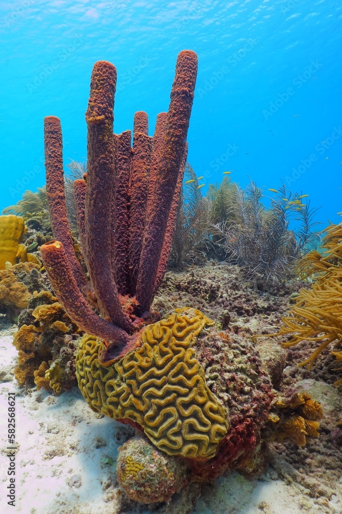 Purple sea sponges and corals on the tropical reef. Blue ocean, fish ...