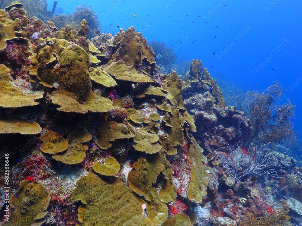 Tropical colorful reef with fish. Paradise blue ocean and corals ...