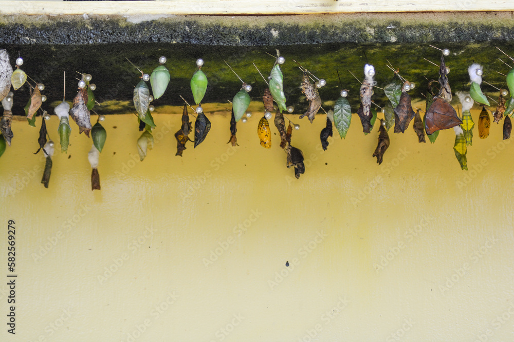 Chrysalis or pupas at Aruba Butterfly farm. Life cycle of butterflies ...
