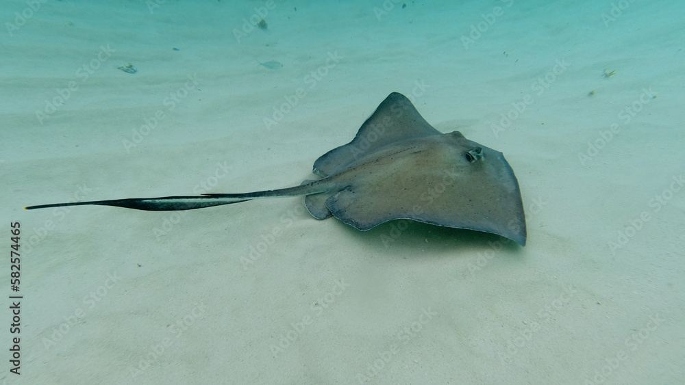 Manta ray swimming on the bottom of the ocean in blue water showing its ...