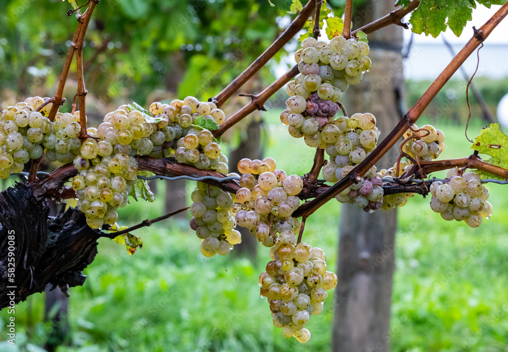 gros plan sur les raisins verts d'un arbre à raisin d'un vignobles prêt ...