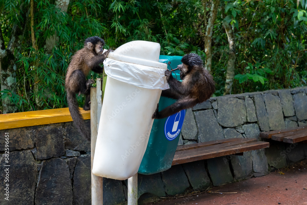 Foto de Two black capuchin monkeys (Sapajus nigritus) trying to open a ...
