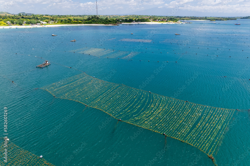 Seaweed farm at Kaliantan beach, east Lombok Stock Photo | Adobe Stock