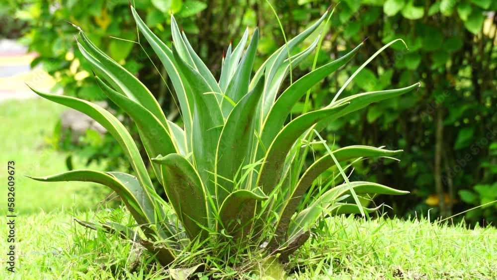 Agave lophantha (Also known thorncrest century plant, Big Lechuguilla ...