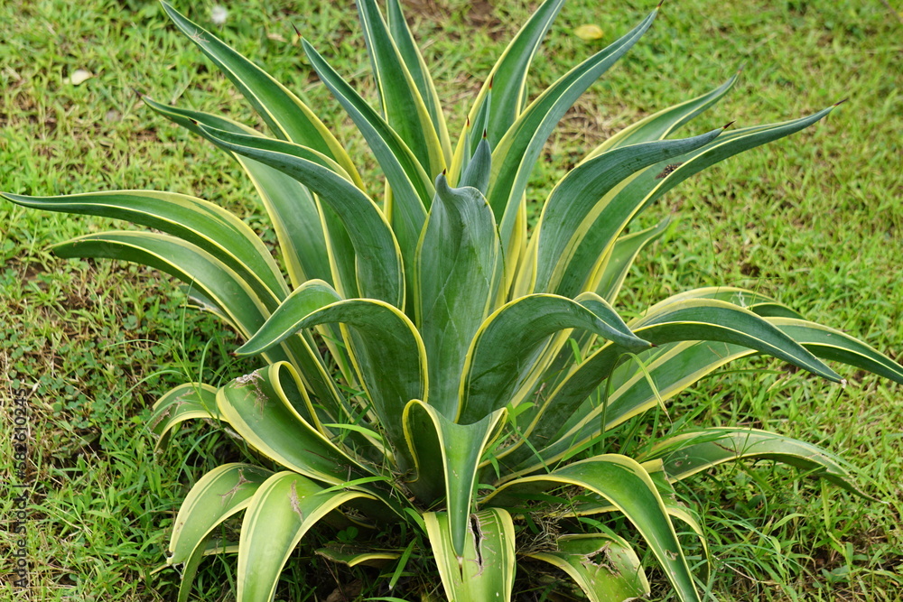 Agave lophantha (Also known thorncrest century plant, Big Lechuguilla ...