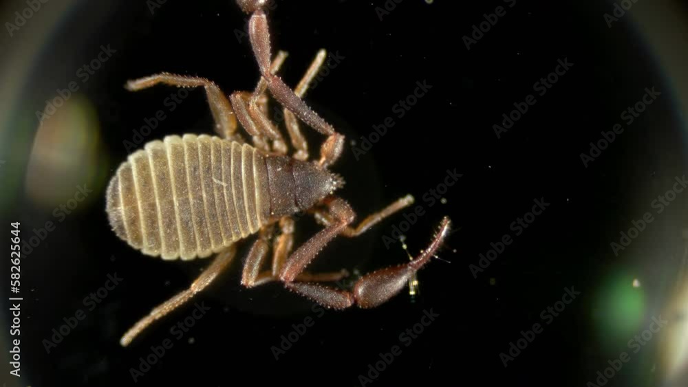 Pseudoscorpionida under microscope, family Cheliferidae, possibly ...