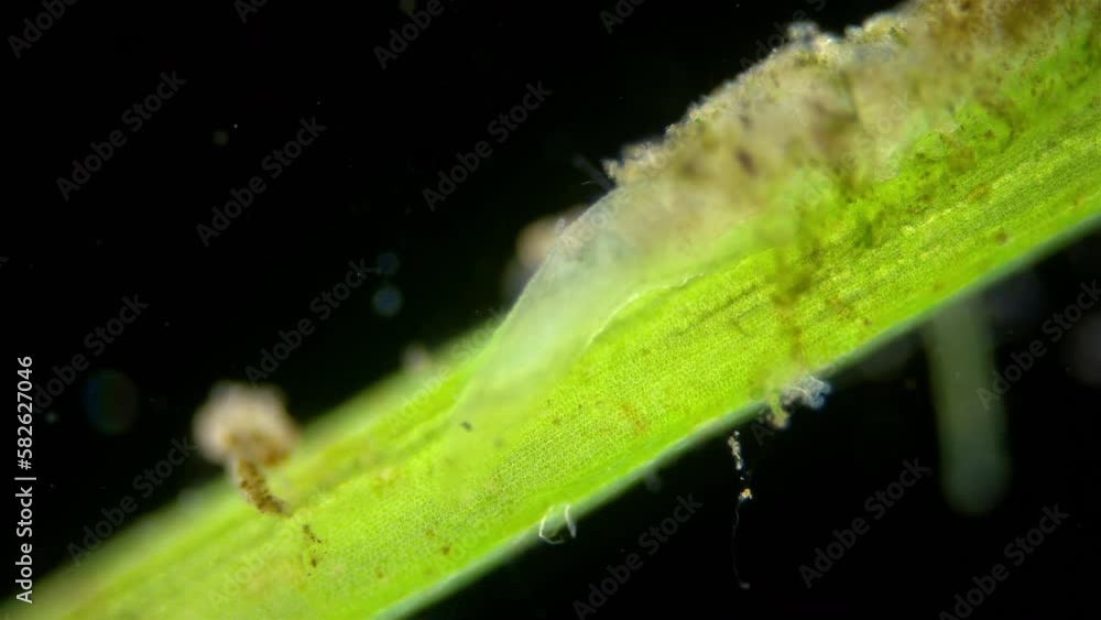 Oligochaeta worm Nais sp. under a microscope, Naididae family, feed on ...