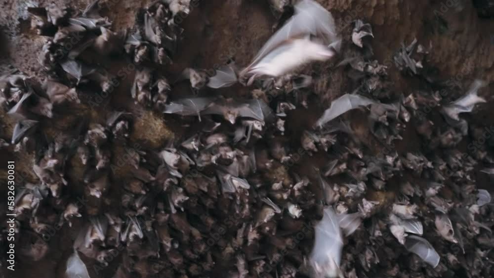 Camera smoothly moving near cave wall of flying foxes scattering away ...