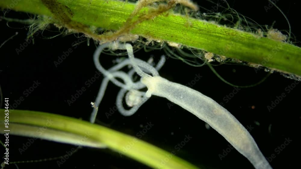 Video „Freshwater Hydra under microscope, class Hydrozoa. Predator ...