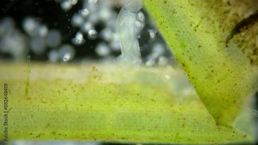 Oligochaeta worm Nais sp. under a microscope, Naididae family, feed on ...