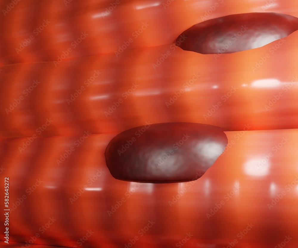 Skeletal muscle cells are long, cylindrical, and striated. A skeletal ...