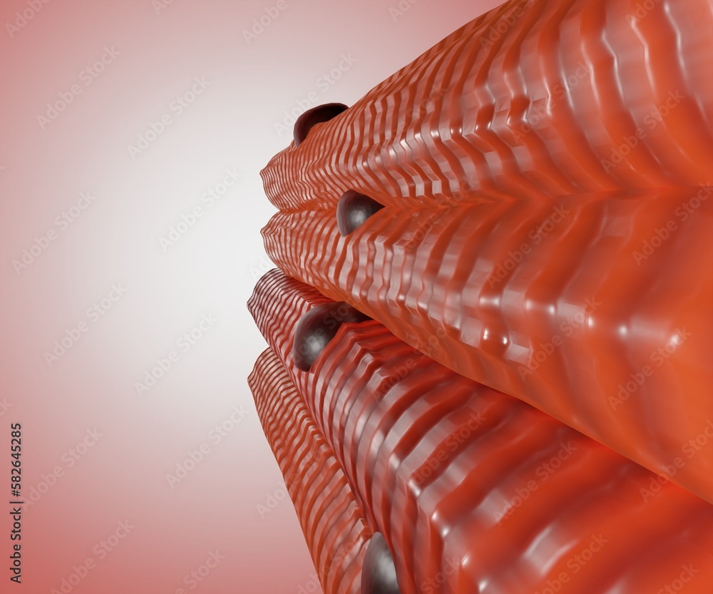 Skeletal muscle cells are long, cylindrical, and striated. A skeletal ...