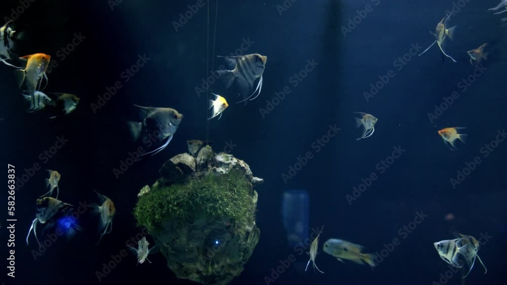 Fish soar in the water, as if in weightlessness. Deep layers of water ...