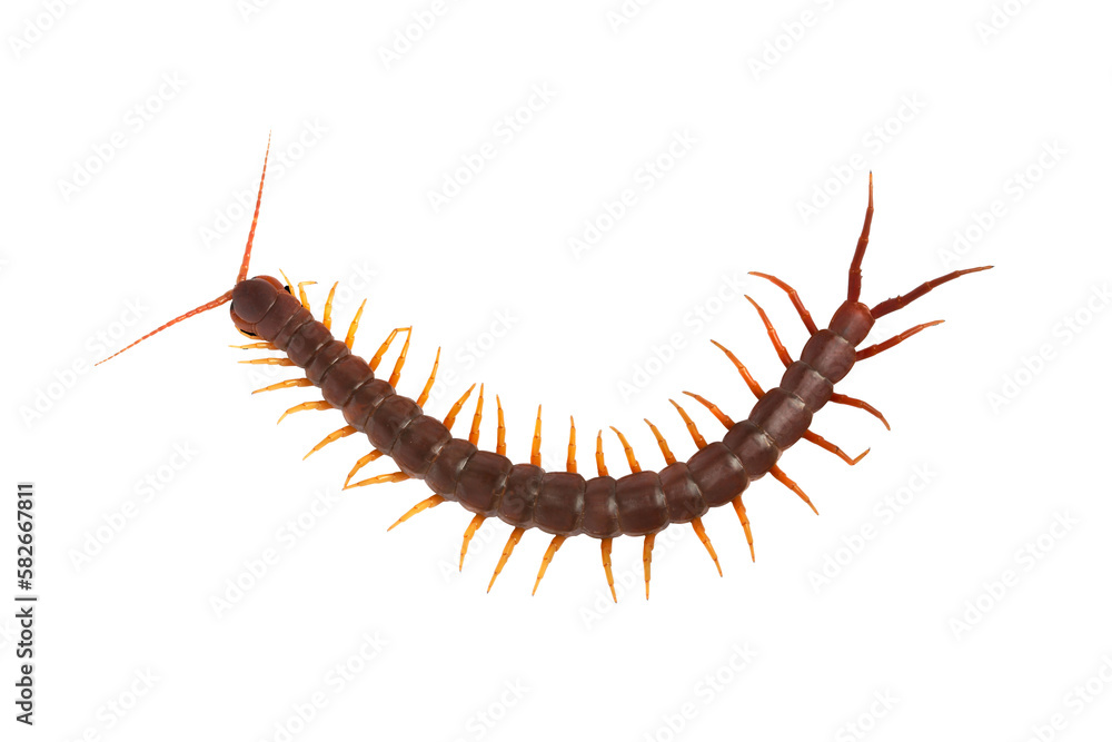 Centipede (Scolopendra sp.) Giant centipede isolated on transparent ...