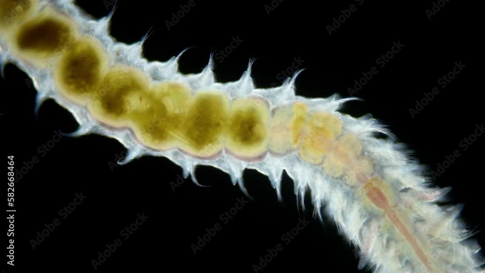 Worm family Spionidae under a microscope, class Polychaeta, have two ...