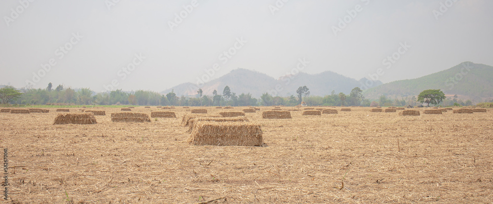 Scraps of dried sugar cane that are pressed into squares for easy use ...