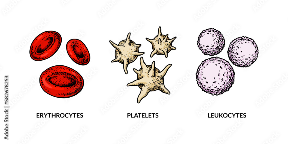 Blood cells isolated on white background. Hand drawn erythrocytes ...