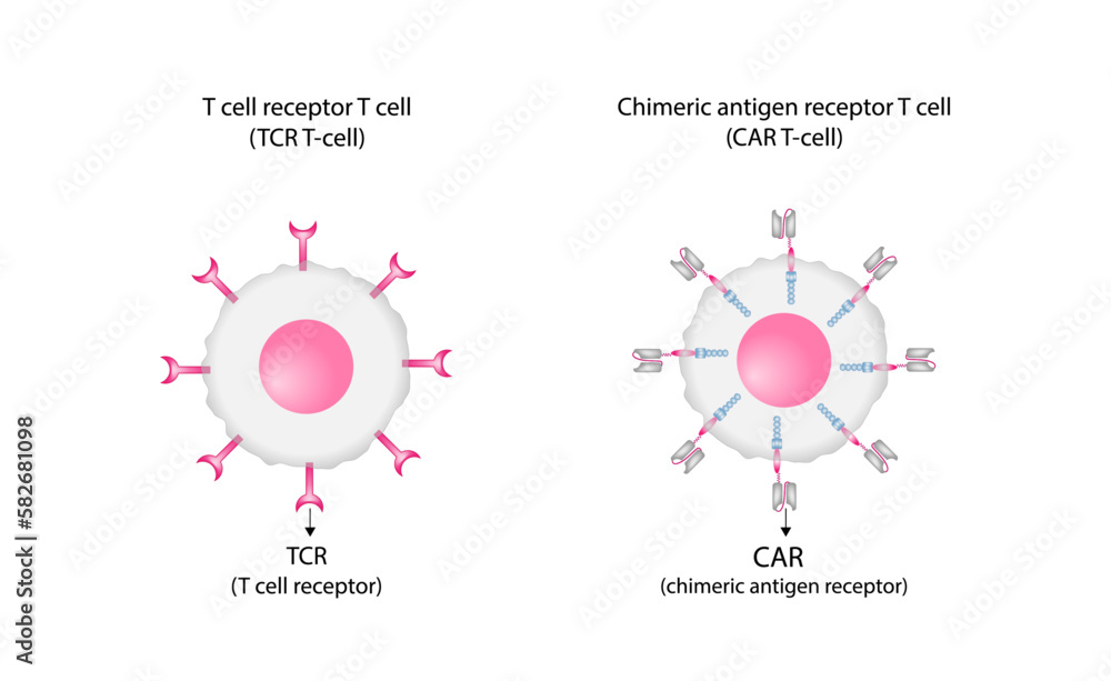 Vetor De T Cell Receptor Tcr Or Chimeric Antigen Receptor Car T